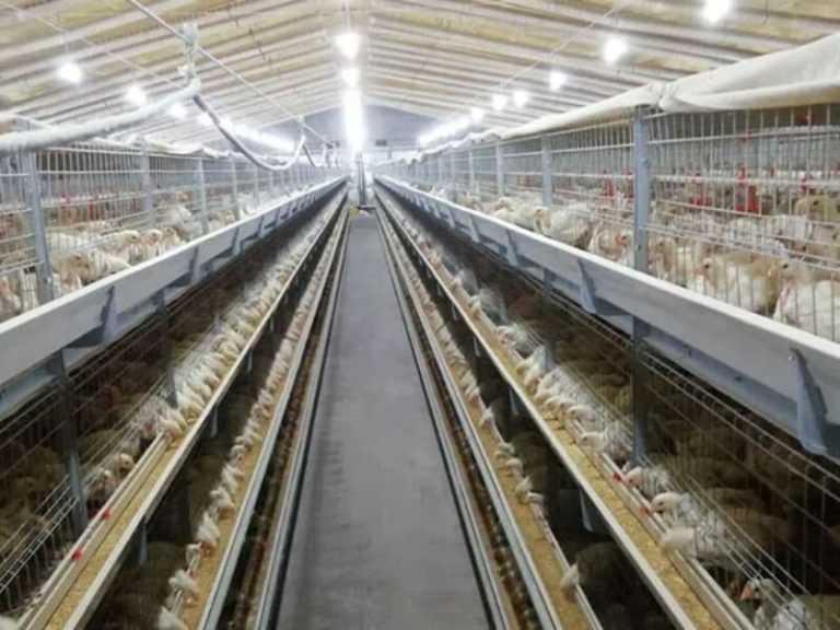 H Type Broiler Cage System – Automatic poultry cage breeding equipment