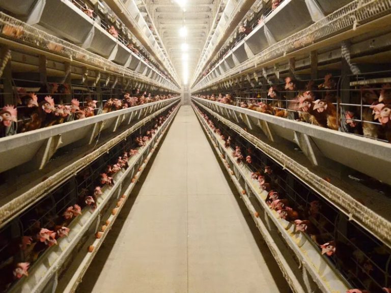 H Type Layer Chicken Cage – Automatic poultry cage breeding equipment