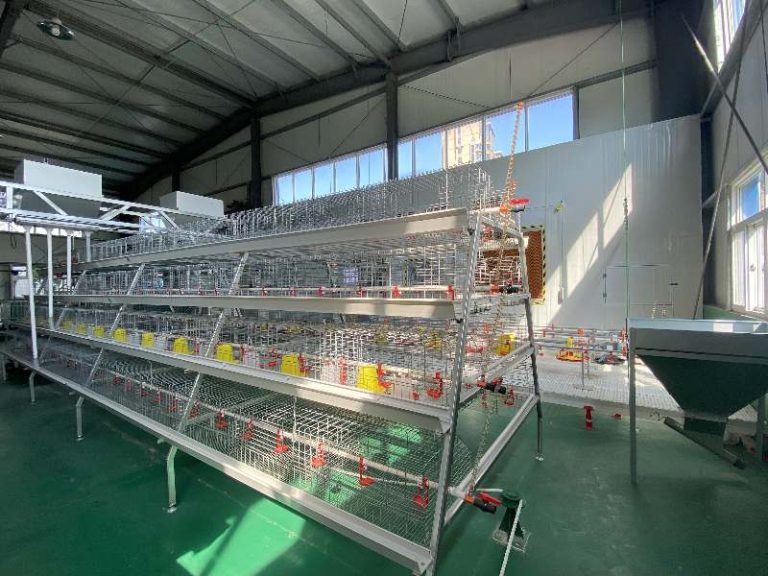 Automatic Brooding Equipment for Chicken Farms in Uganda – Automatic ...