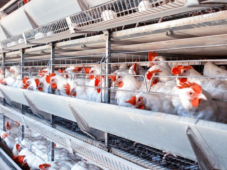 Layer Farming Business Plan for Beginners in Uganda – Automatic poultry ...