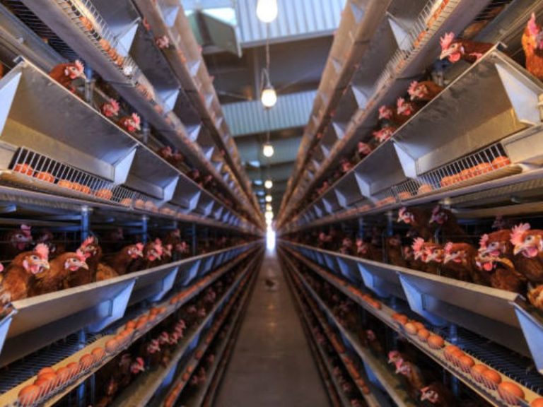 How Much Does It Cost to Start a 20,000 Layer Poultry Farm? – Automatic ...