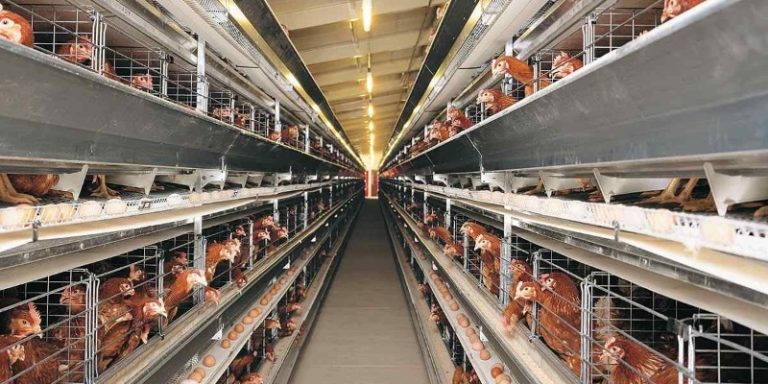 Price and Design of A-Type Cage for 20,000 Laying Hens in Africa ...