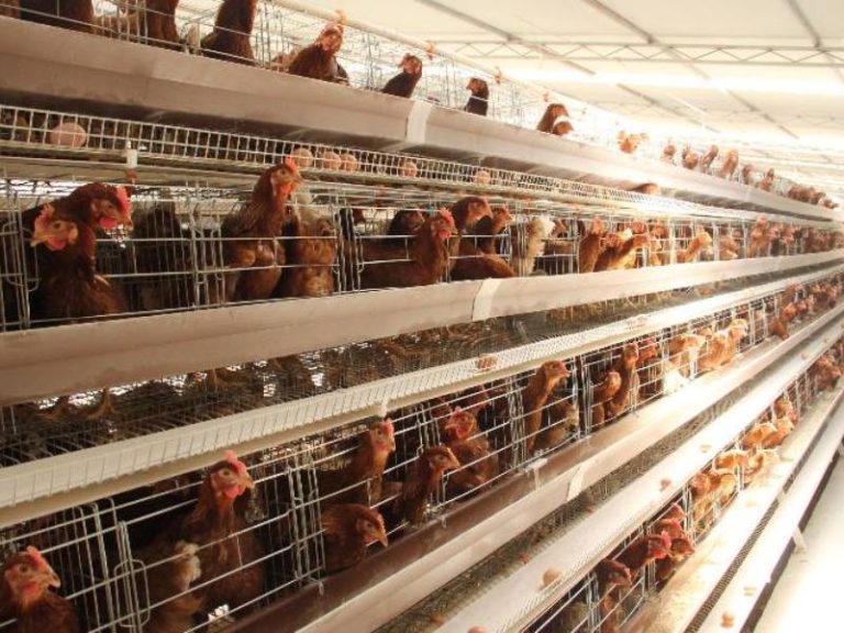 What is the Best Layer Chicken Cage in Angola? – Automatic poultry cage ...