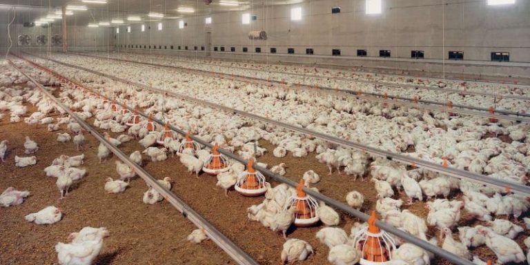 What are the different types of broiler farms? – Automatic poultry cage ...