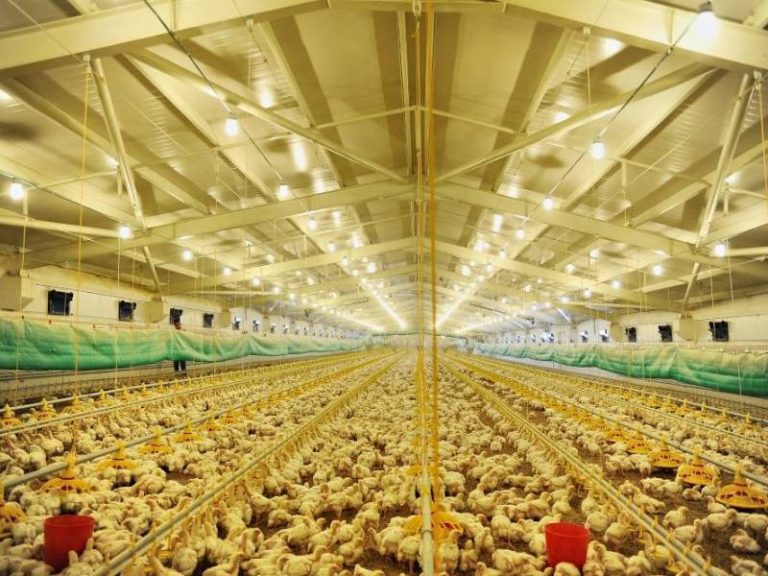 Best 10,000 Broiler Farm Design in Eritrea – Automatic poultry cage ...