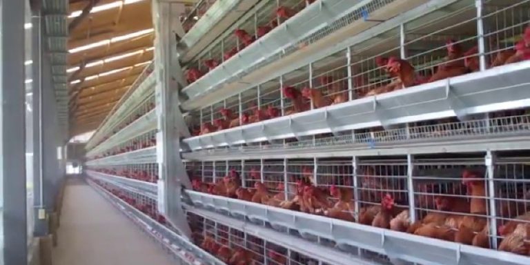 What are the Three Types of Poultry Farming in Nigeria? – Automatic ...