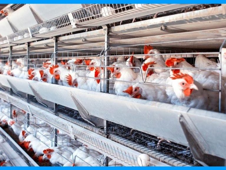 H-Type Layer Cages: The Future of Poultry Farming in the Philippines ...