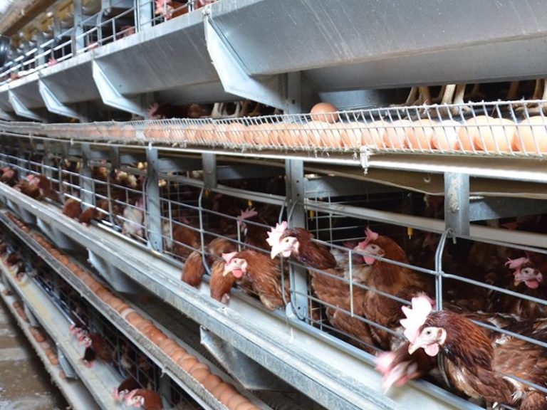 Best Quality 10,000 Laying Hen Cages in Libya – Automatic poultry cage ...