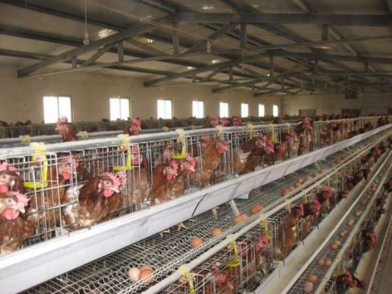 How to Start a Layer Chicken Farm in Malawi – Automatic poultry cage ...