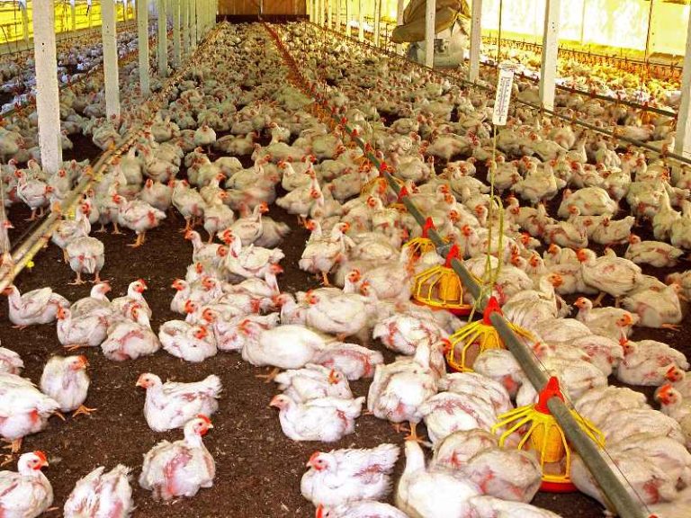 Modern Poultry Farming Solutions: Slaughter Equipment and Free-Range ...