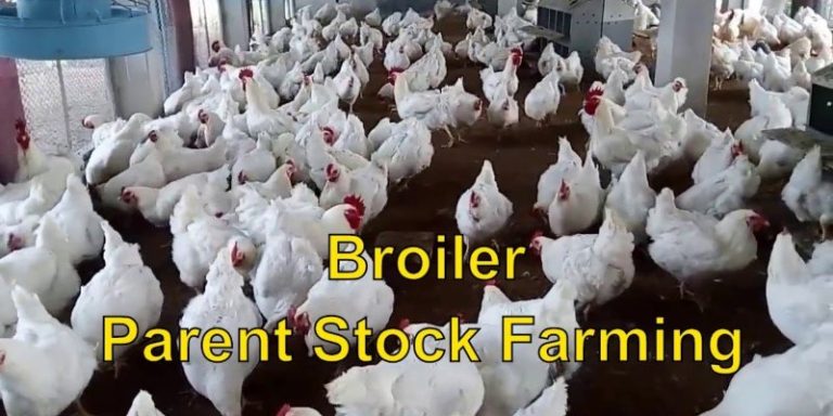 Differences between Layer and Broiler Farming in Nigeria – Automatic poultry cage breeding equipment