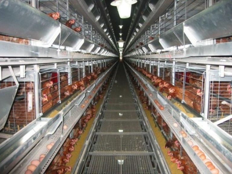 H-Type Laying Hen Cage for 20,000 Laying Hen Farms in Australia ...