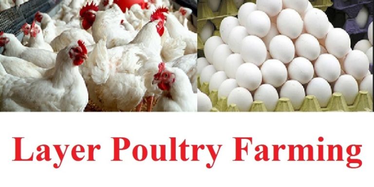 Differences between Layer and Broiler Farming in Nigeria – Automatic ...