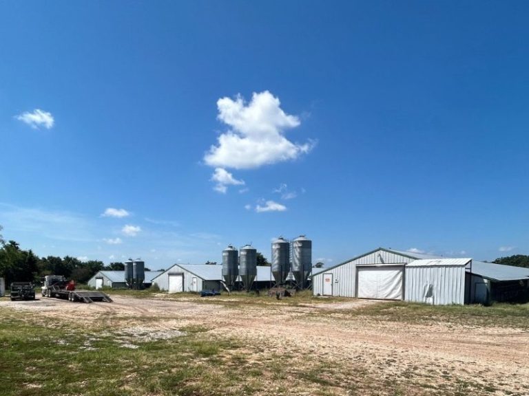 New Farmer’s Guide to the Commercial Layer Industry – Automatic poultry ...