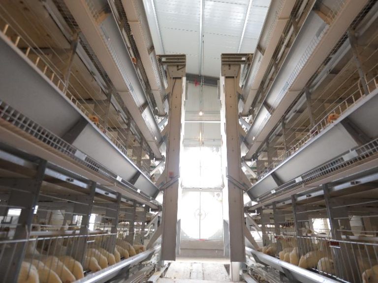 H-Type Broiler Cage System for 10,000 Broiler Chicken Farm – Automatic ...