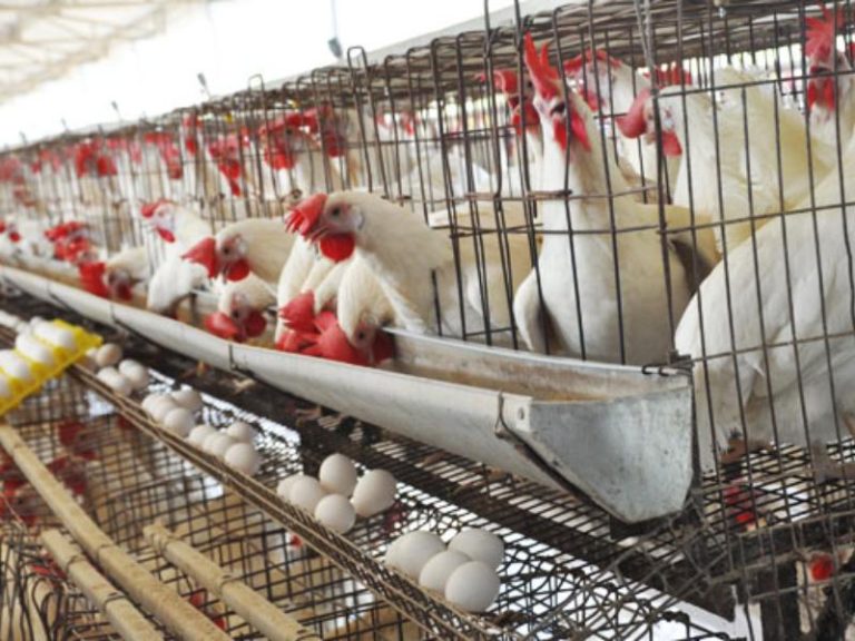 How to Start a Layer Chicken Farm in Pakistan – Automatic poultry cage ...