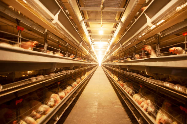 How to Start a Small Free Range Chicken Farm – Automatic poultry cage ...